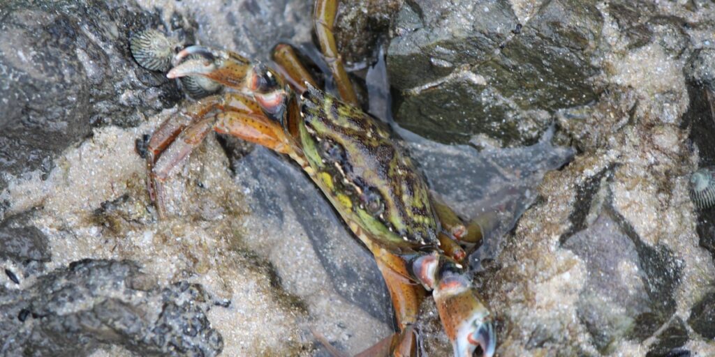 The Complete List of Invasive Species in Rhode Island - Flora Fauna Fun
