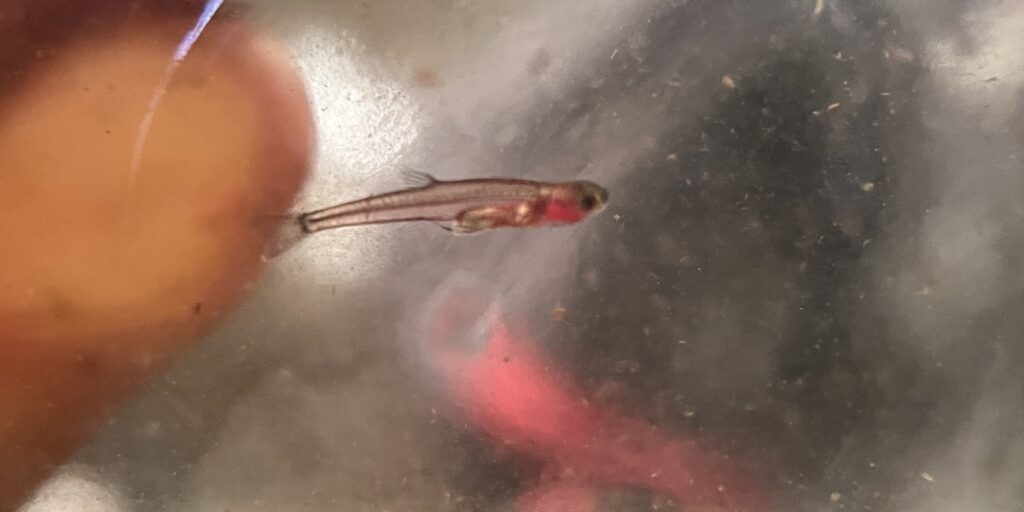 The Complete List of Smallest Fish - Flora Fauna Fun