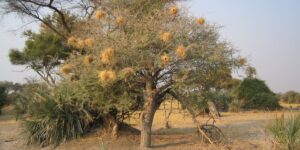 The Complete List of Trees of South Sudan - Flora Fauna Fun