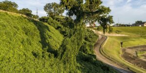 The Complete List of Invasive Species in Virginia - Flora Fauna Fun