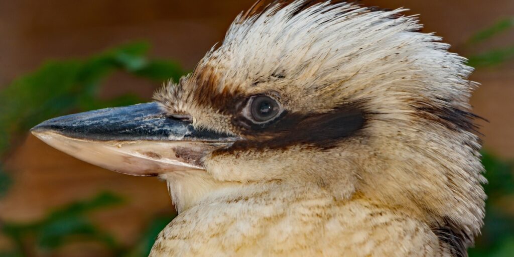 The Complete List of Birds of Australia - Flora Fauna Fun