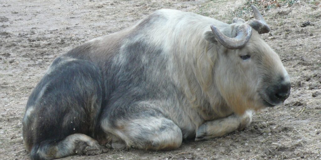 Top 8 Remarkable Wildlife of Bhutan - Flora Fauna Fun