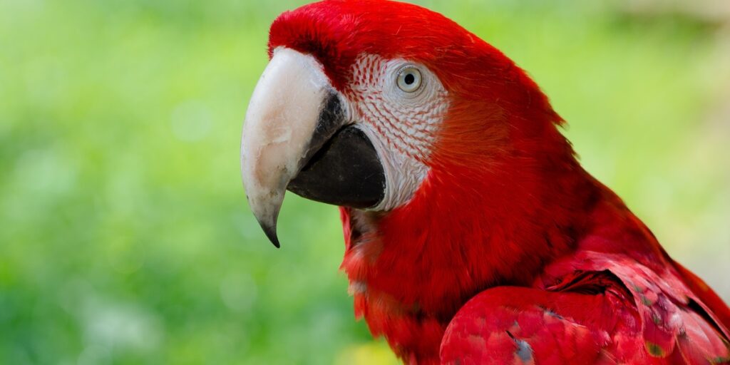 The Complete List of Birds of Honduras - Flora Fauna Fun
