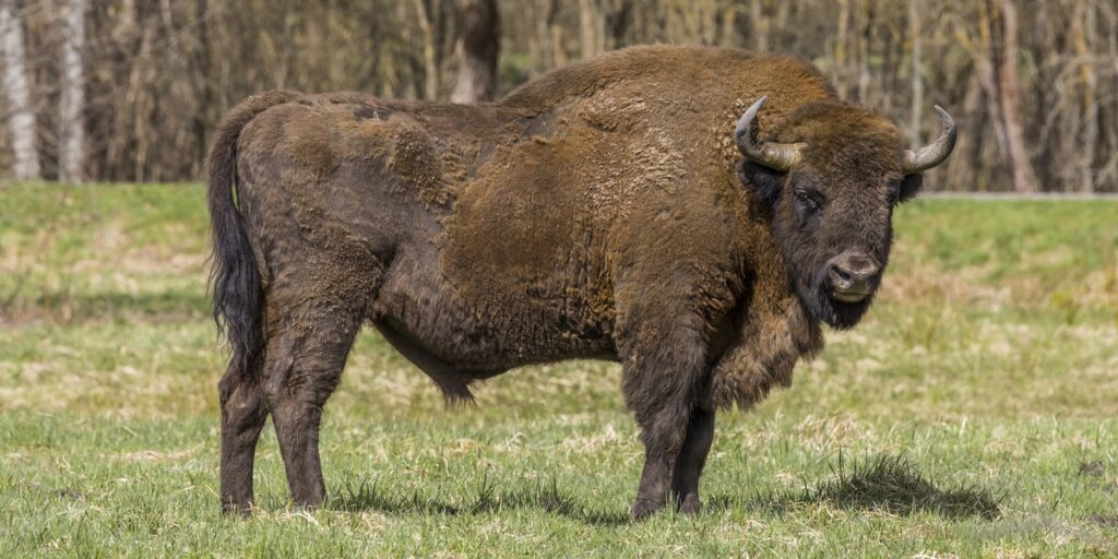 Mammals of Belarus: The Complete List - Flora Fauna Fun