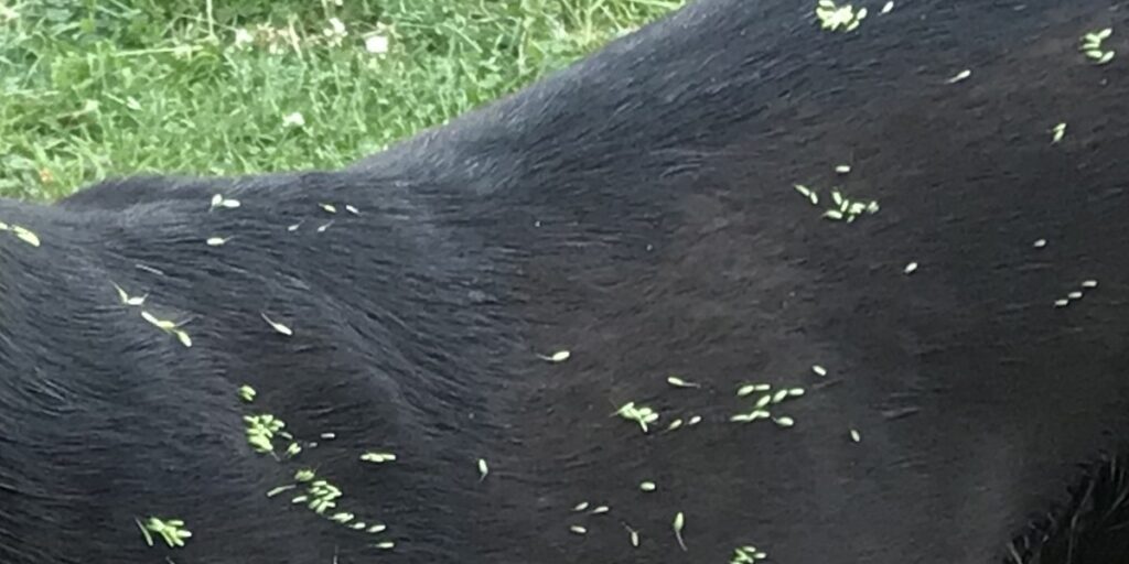 10 Characteristics of Animal Dispersed Seeds - Flora Fauna Fun