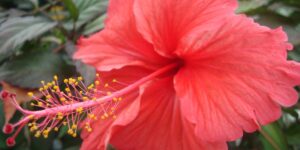 Flowers of Haiti: The Complete List - Flora Fauna Fun