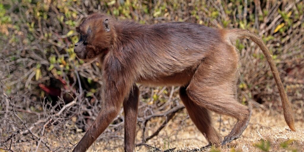 12 Examples of the Highland Fauna of Ethiopia - Flora Fauna Fun