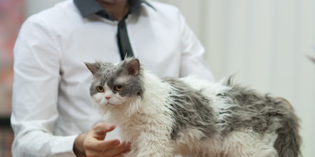 List of Curly-Haired Cat Breeds - Flora Fauna Fun