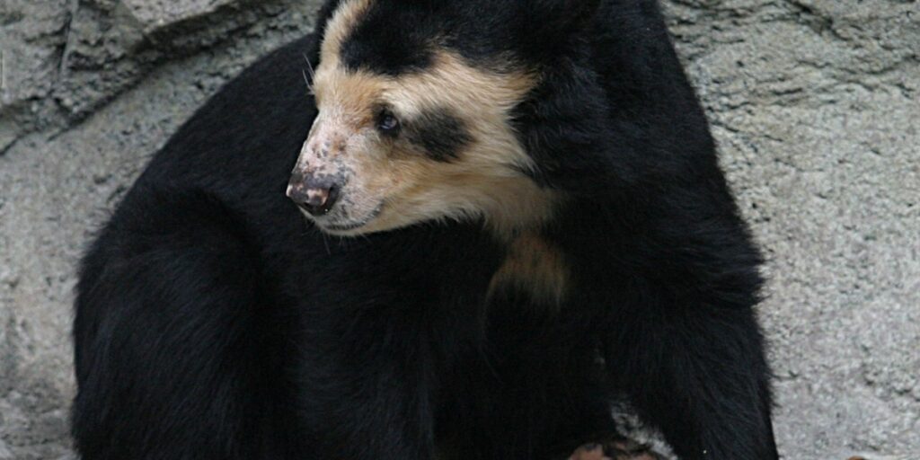 ContinentRareAnimals Archives - Flora Fauna Fun