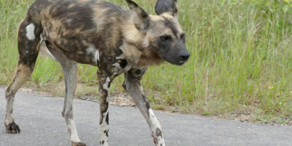 Rare Animals in Zambia: The Complete List - Flora Fauna Fun