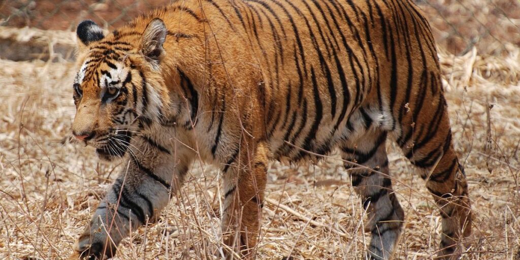 The Complete List of Big Orange Animals - Flora Fauna Fun