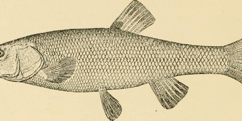 The Complete List of Invasive Species In Nebraska - Flora Fauna Fun