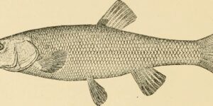 The Complete List of Invasive Species In Nebraska - Flora Fauna Fun