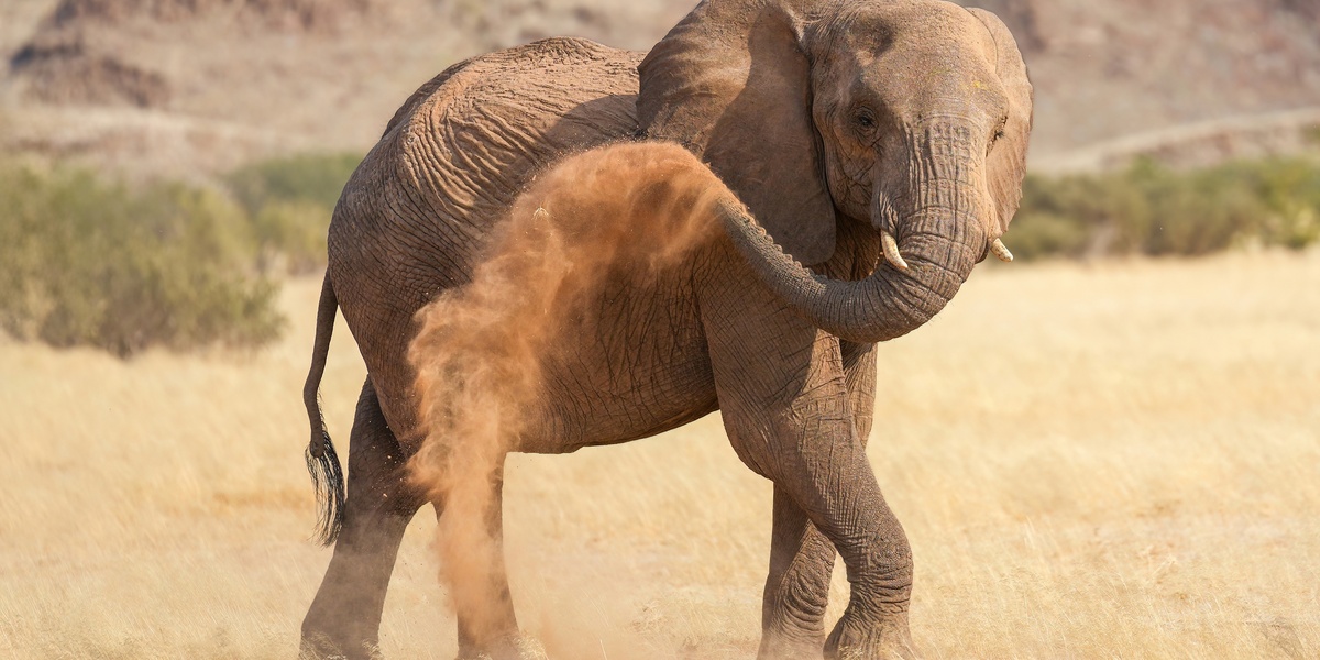 List of Burundi's Native Animals - Flora Fauna Fun