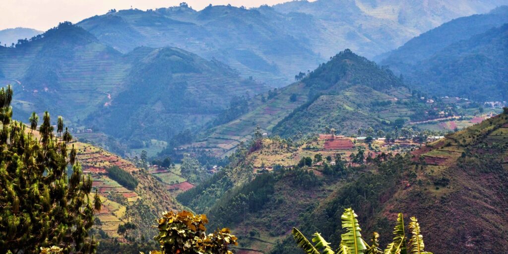 12 Examples of the Tropical Flora of Uganda - Flora Fauna Fun