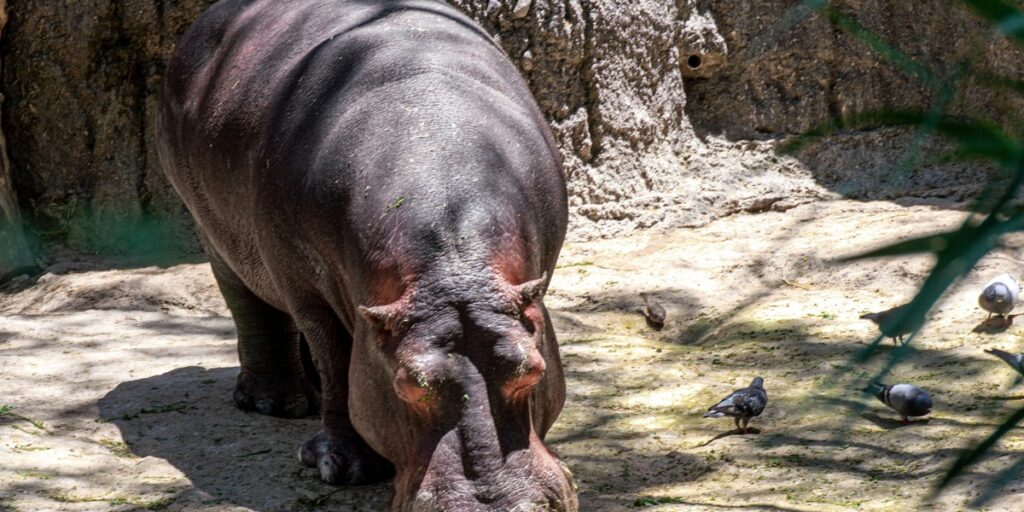 List of Rare Animals in Guinea - Flora Fauna Fun