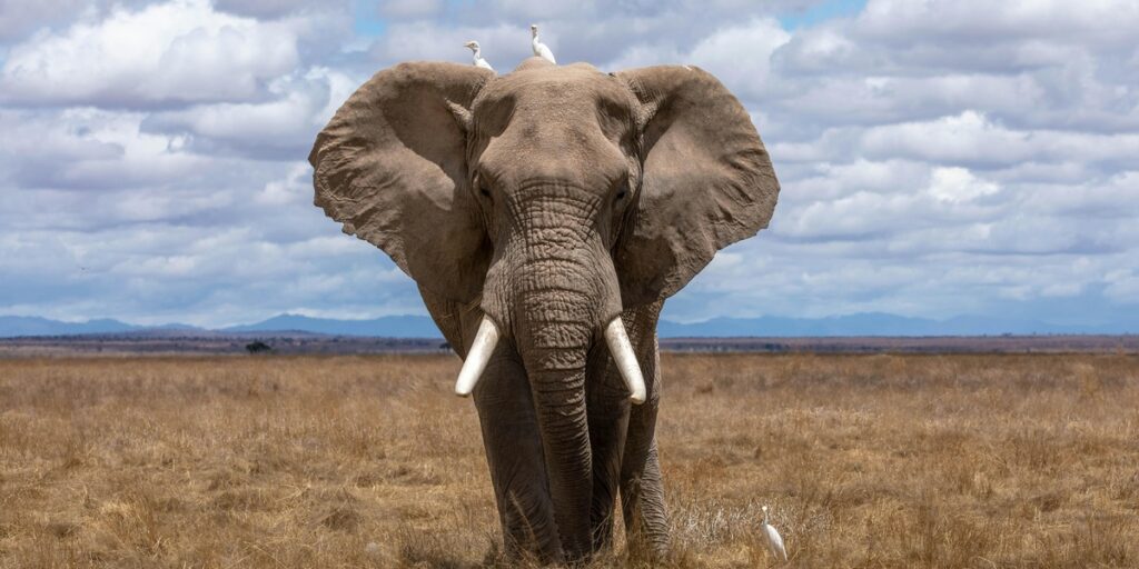 The Complete List of Mammals of Burundi - Flora Fauna Fun