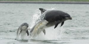 List of Animals Of Monaco - Flora Fauna Fun