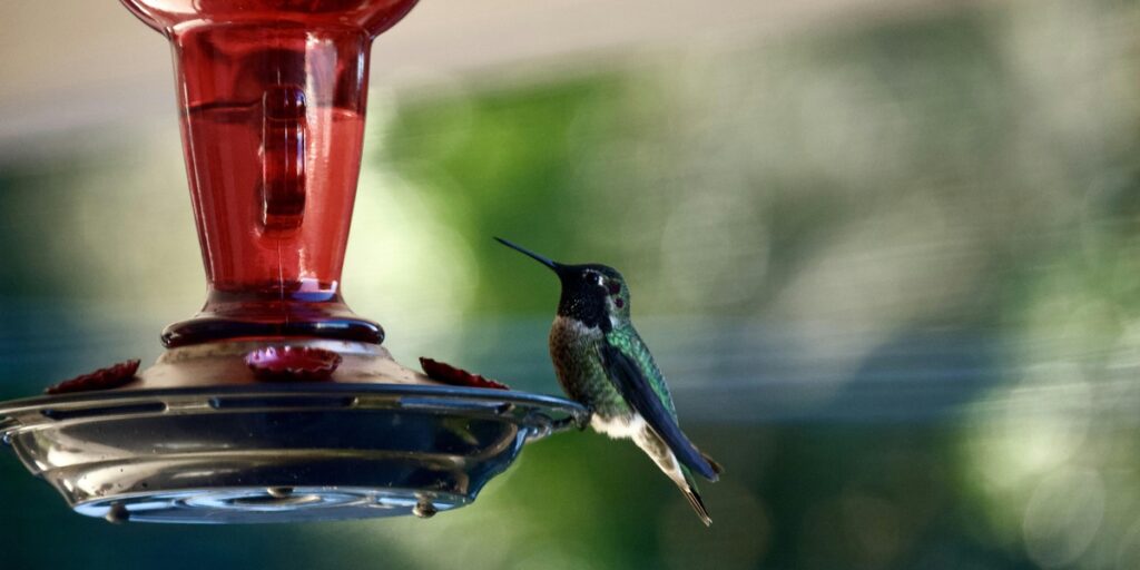 Hummingbirds Archives - Flora Fauna Fun