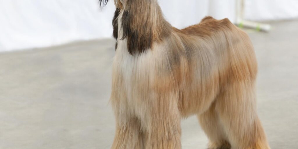 The Complete List of Long-Haired Dog Breeds - Flora Fauna Fun