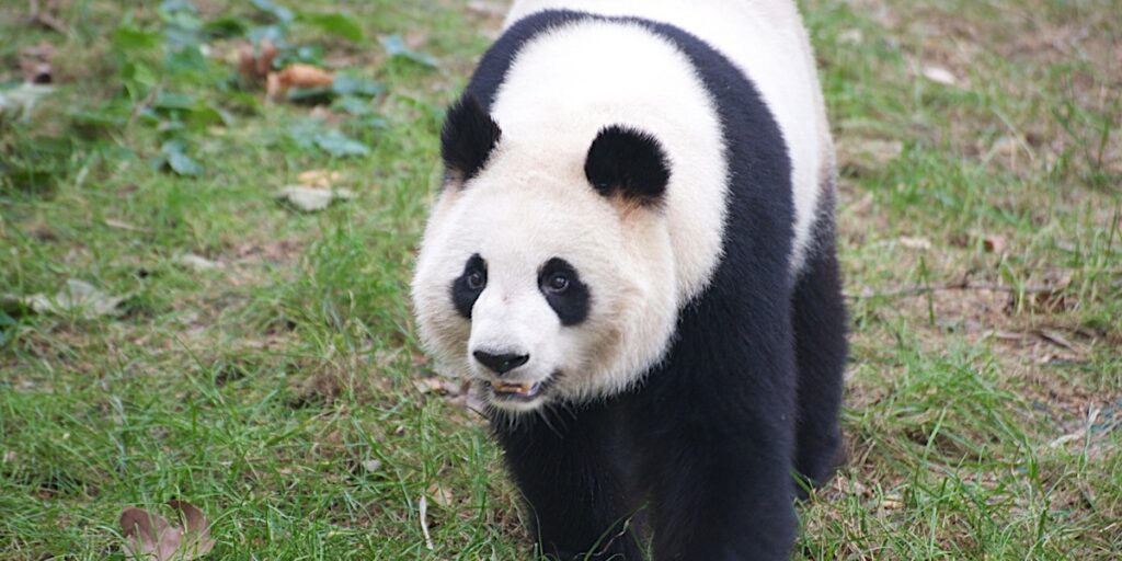 Rare Animals in China: The Complete List - Flora Fauna Fun