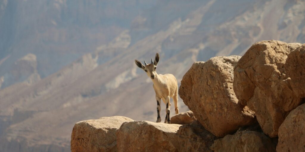 Animals of Israel - Flora Fauna Fun