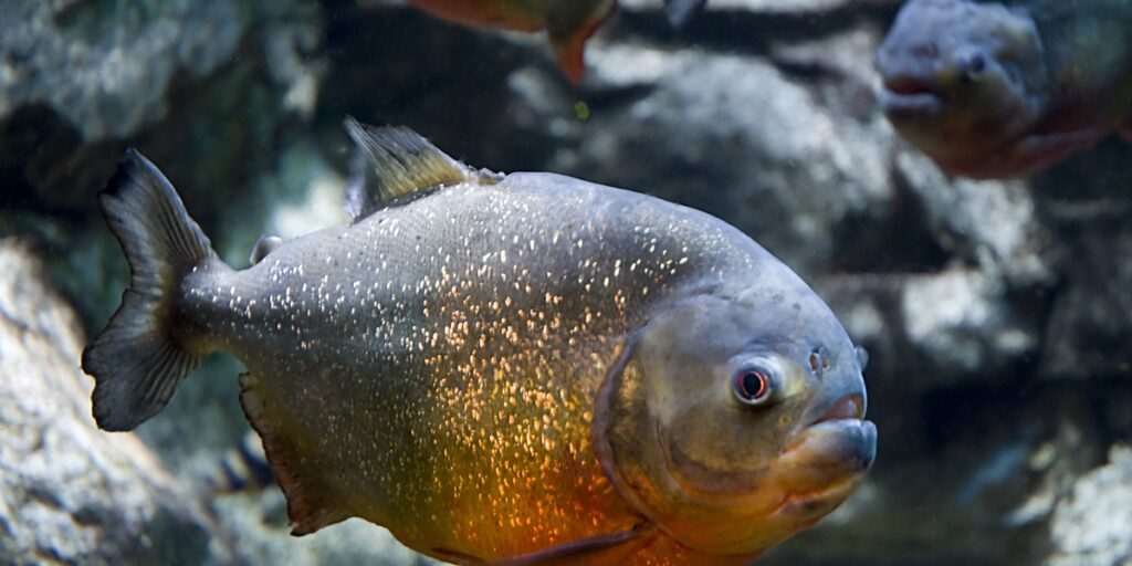 List of Fish Of Brazil - Flora Fauna Fun