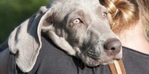 The Complete List of Grey Dog Breeds - Flora Fauna Fun
