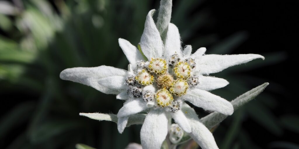 Austria's Native Plants: The Complete List - Flora Fauna Fun