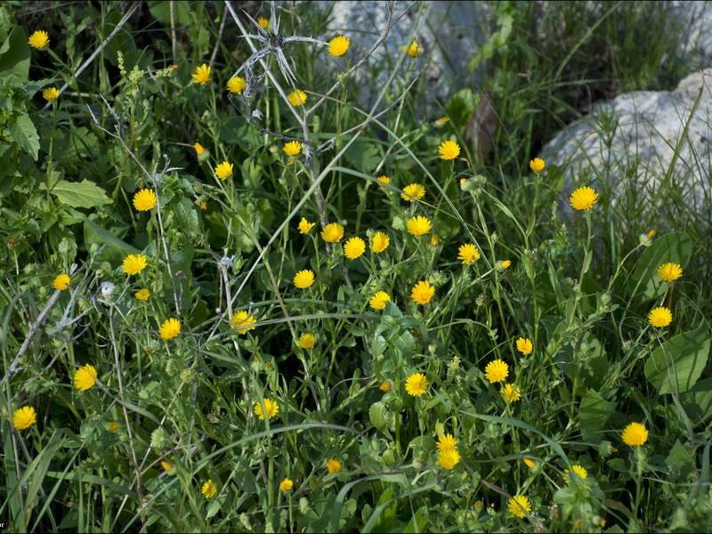 List of Flowers of Egypt - Flora Fauna Fun