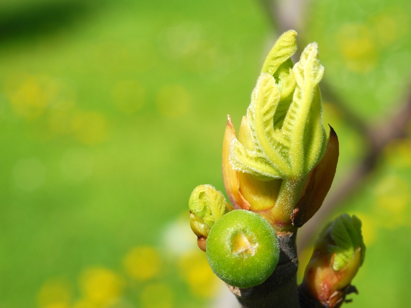 The Complete List of Fruits of Namibia - Flora Fauna Fun