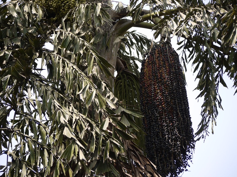 Native Plants of Laos: The Complete List - Flora Fauna Fun