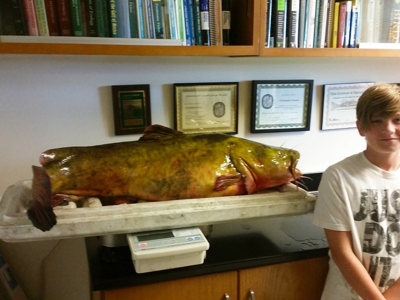 The Complete List of Invasive Species in Virginia - Flora Fauna Fun