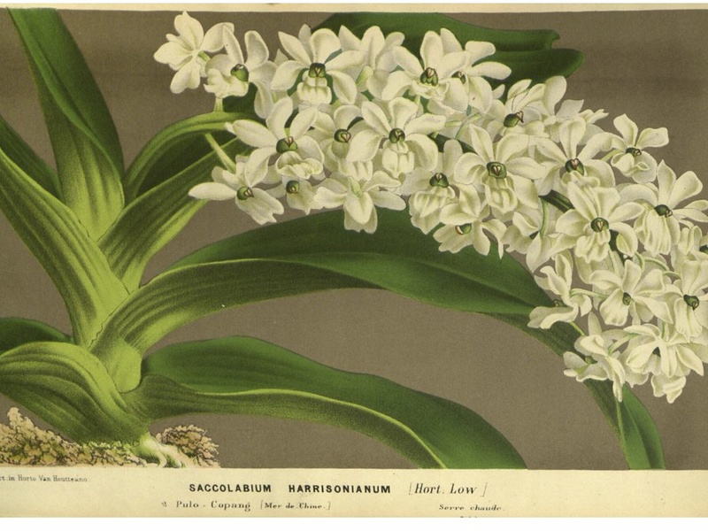 Native Plants of Laos: The Complete List - Flora Fauna Fun