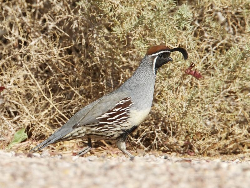 List of Desert Primary Consumers - Flora Fauna Fun