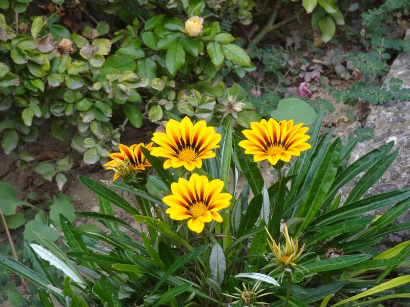 Flowers Of Namibia: The Complete List - Flora Fauna Fun