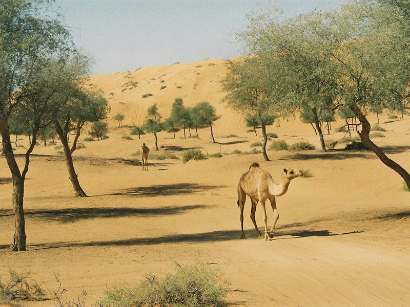 List of United Arab Emirates Native Plants - Flora Fauna Fun