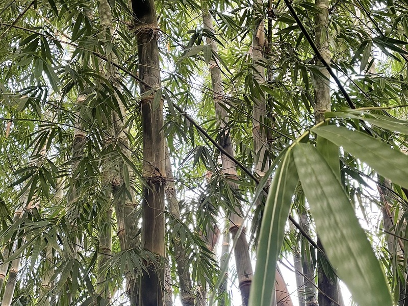 Native Plants of Laos: The Complete List - Flora Fauna Fun