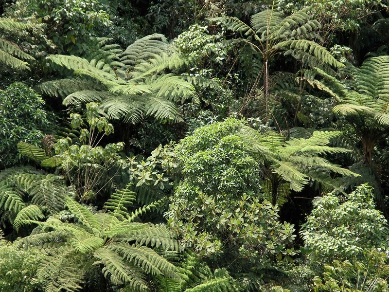 Native Plants of Laos: The Complete List - Flora Fauna Fun