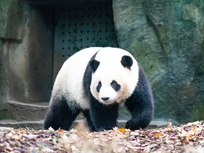 Flagship Species Examples: The Complete List - Flora Fauna Fun