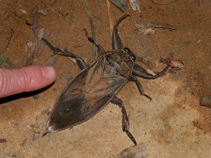 The Complete List of Freshwater Invertebrates - Flora Fauna Fun
