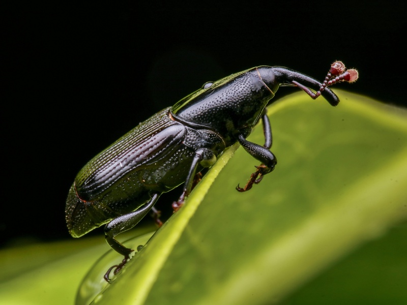 List of Water Beetles - Flora Fauna Fun