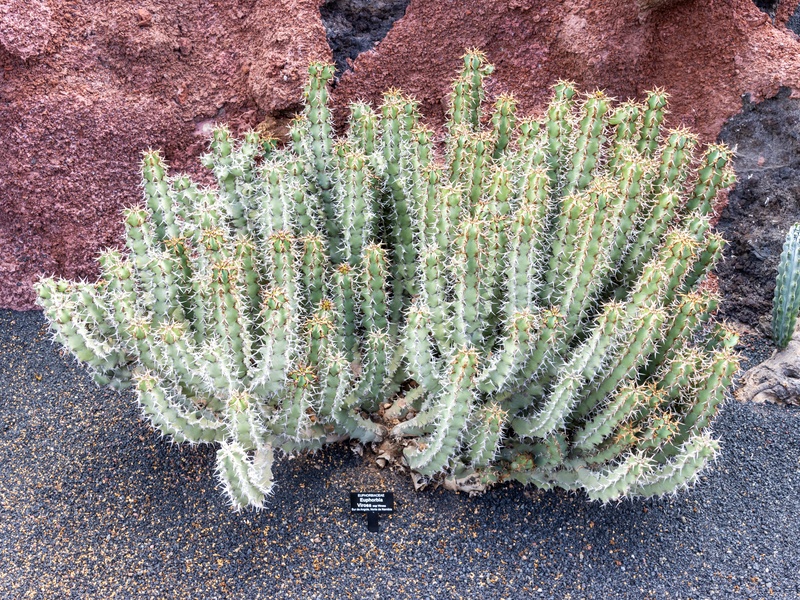 Flowers Of Namibia: The Complete List - Flora Fauna Fun