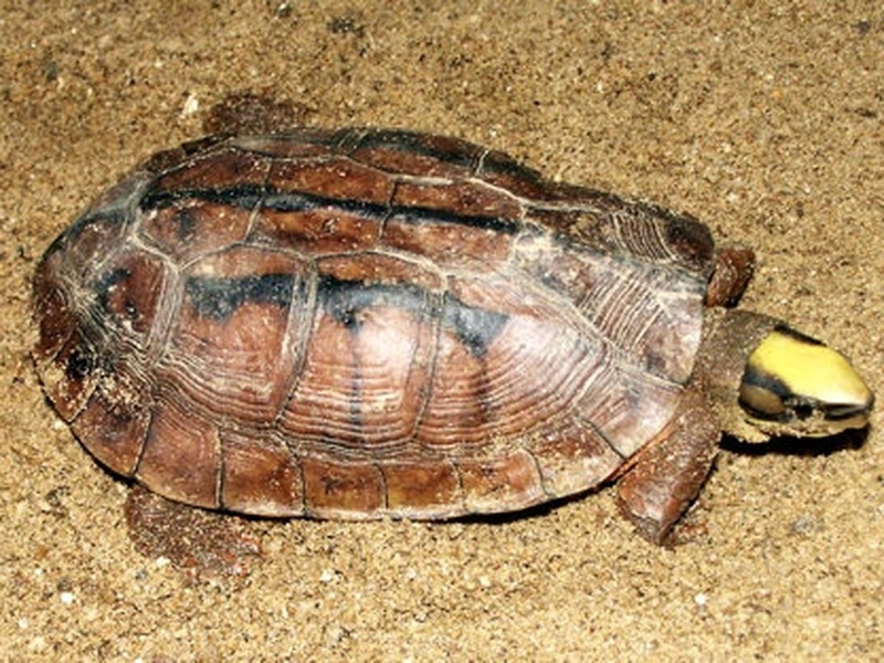 Rare Animals in China: The Complete List - Flora Fauna Fun