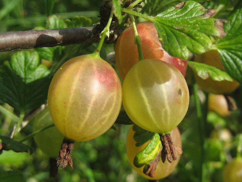 The Complete List of Fruits of Ireland - Flora Fauna Fun