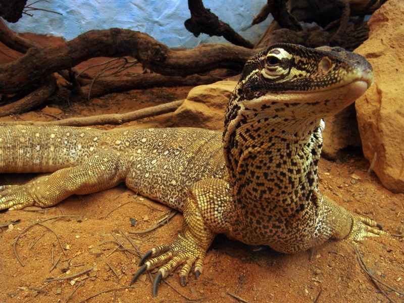 The Complete List of Savanna Predators - Flora Fauna Fun