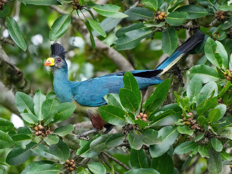The Complete List of Birds of Ghana - Flora Fauna Fun