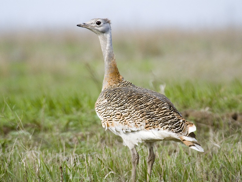 Temperate Grasslands Animals: The Complete List - Flora Fauna Fun