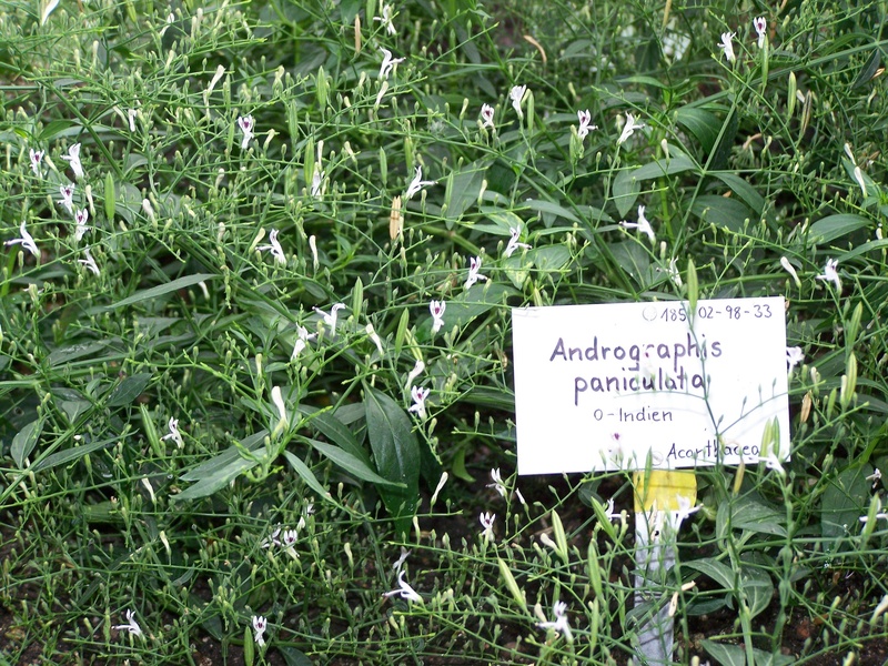 Native Plants of Laos: The Complete List - Flora Fauna Fun
