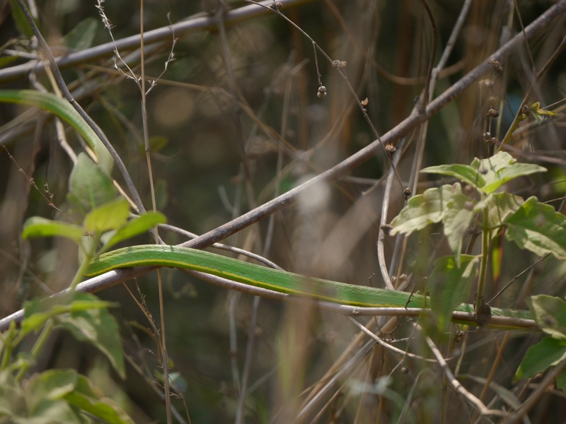 Reptiles of Panama: The Complete List - Flora Fauna Fun